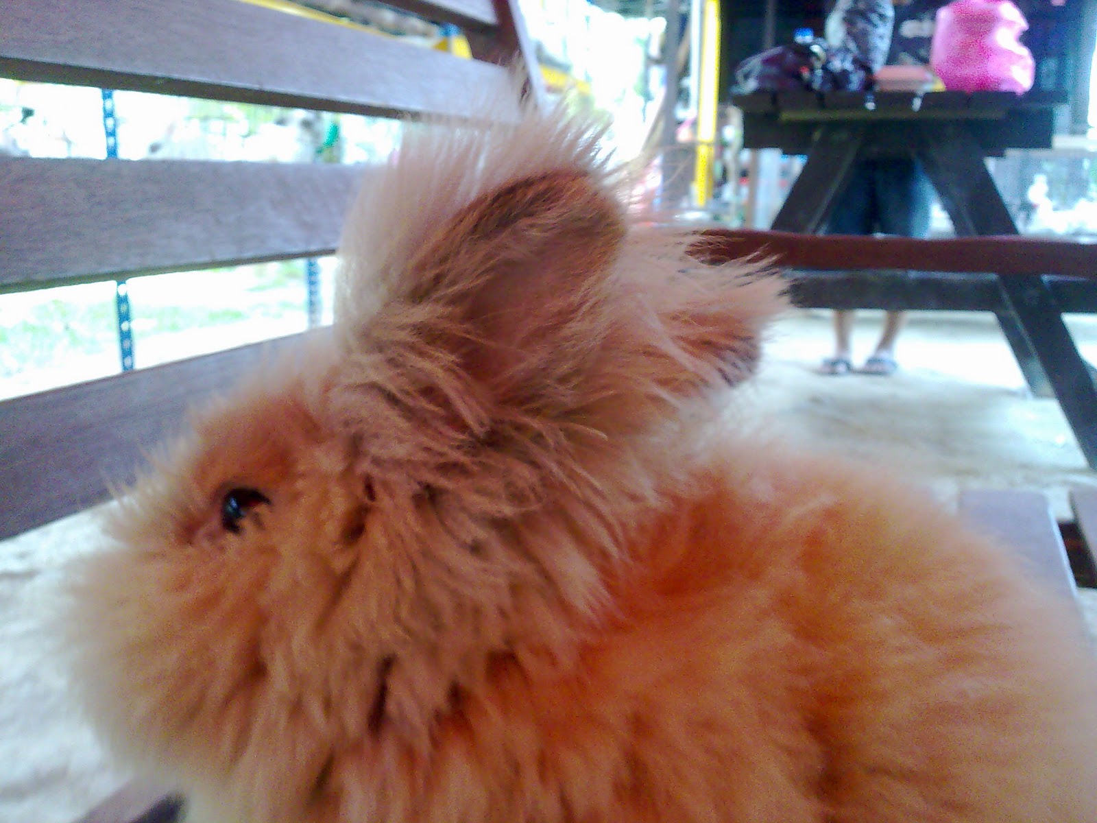 HOME PETS BLOG: TEDDY BEAR RABBIT