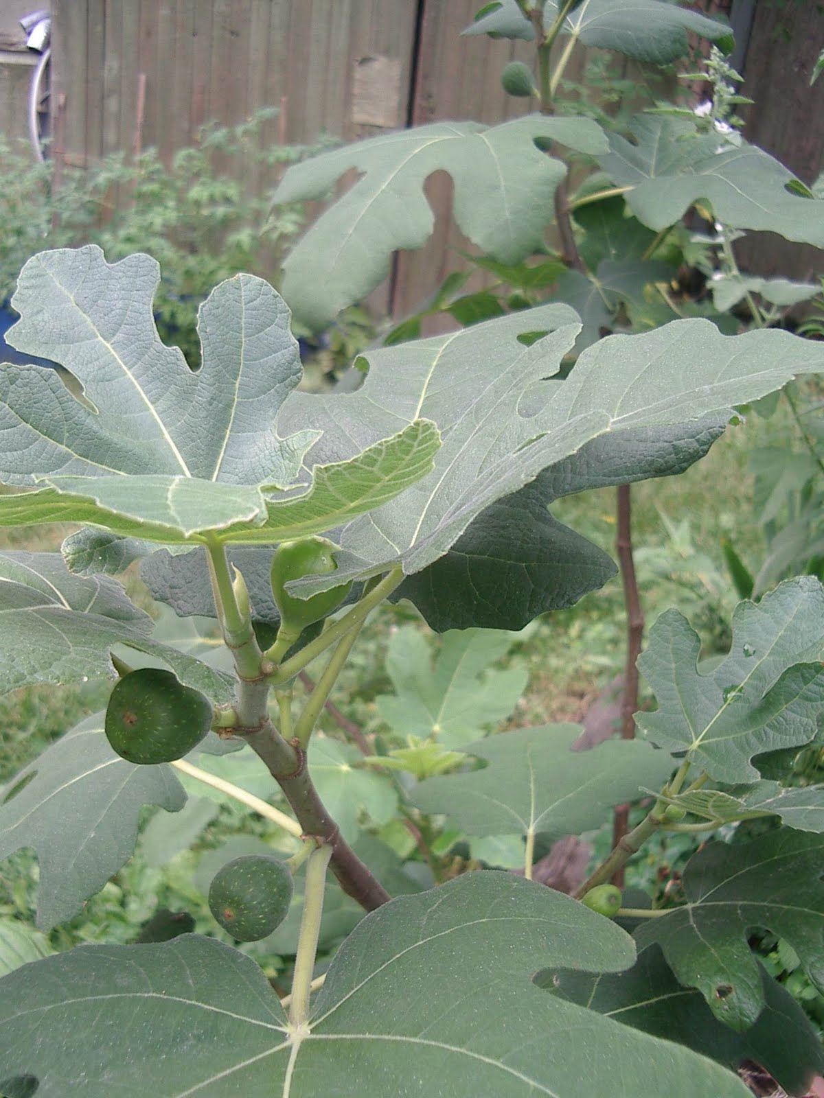 Little City Farm: Lovely fig tree
