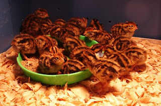 A Garden in Florida: Quail