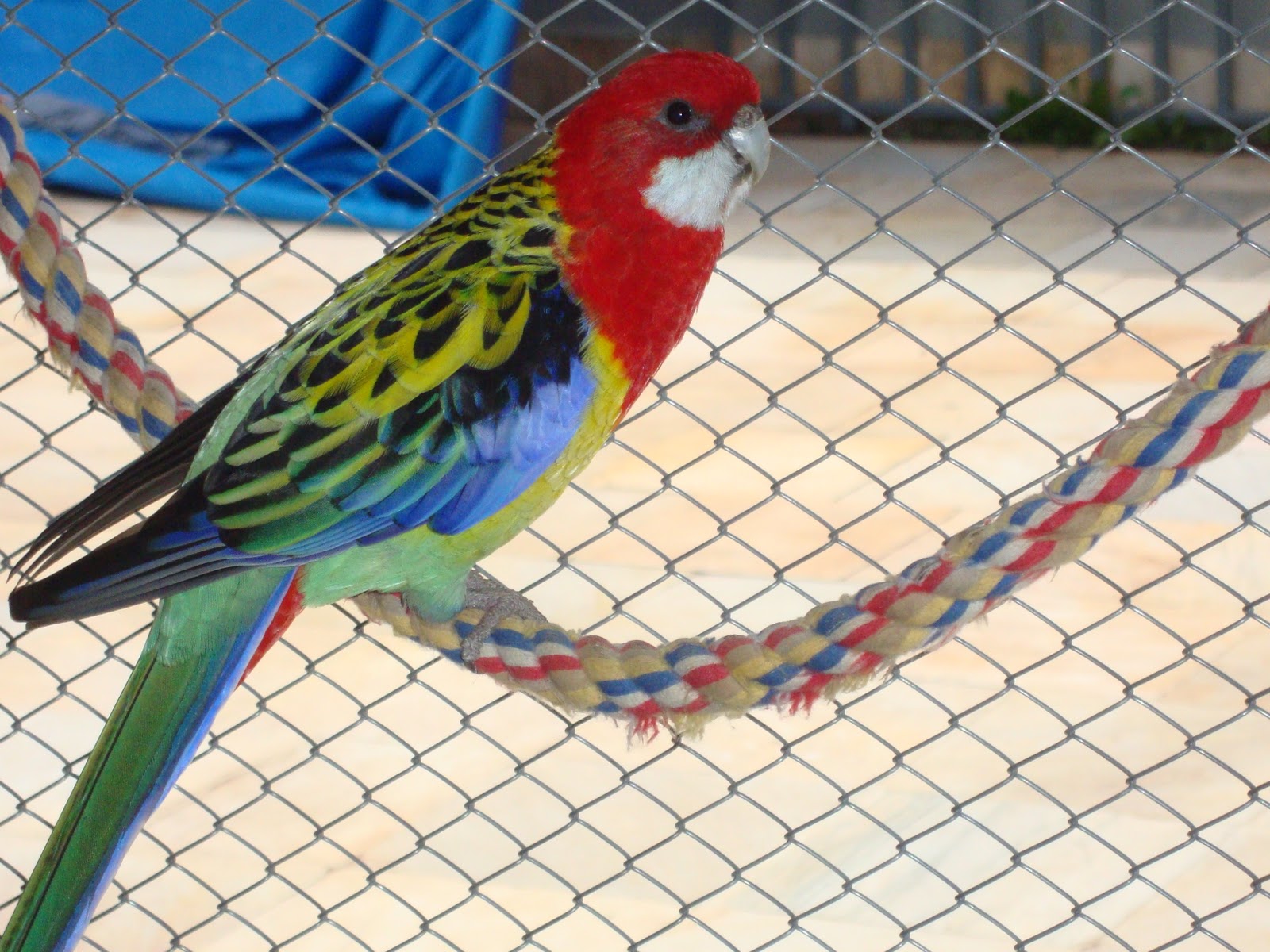 Canários da Terra Fibra e Mutações: Algumas fotos de nossas Roselas