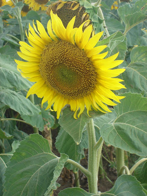 EL EQUILIBRIO DEL DISPARATE: UN GIRASOL CUANDO MIRA LA LUNA