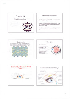 GCE O Level Biology: Chapter 14 The Human eye