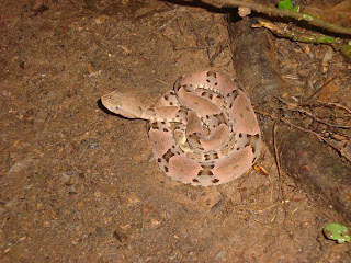 Biojason: Jararaca ou Combóia