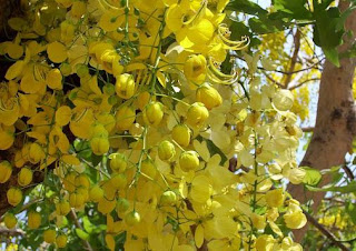 Malayalam Images: Konna Poo for Vishu