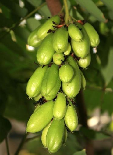 Malayalam Images: Irumban Puli _ Chemmeen Puli - a sour fruit that is ...