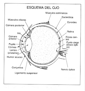 Visual Perception ! =): Percepción Visual