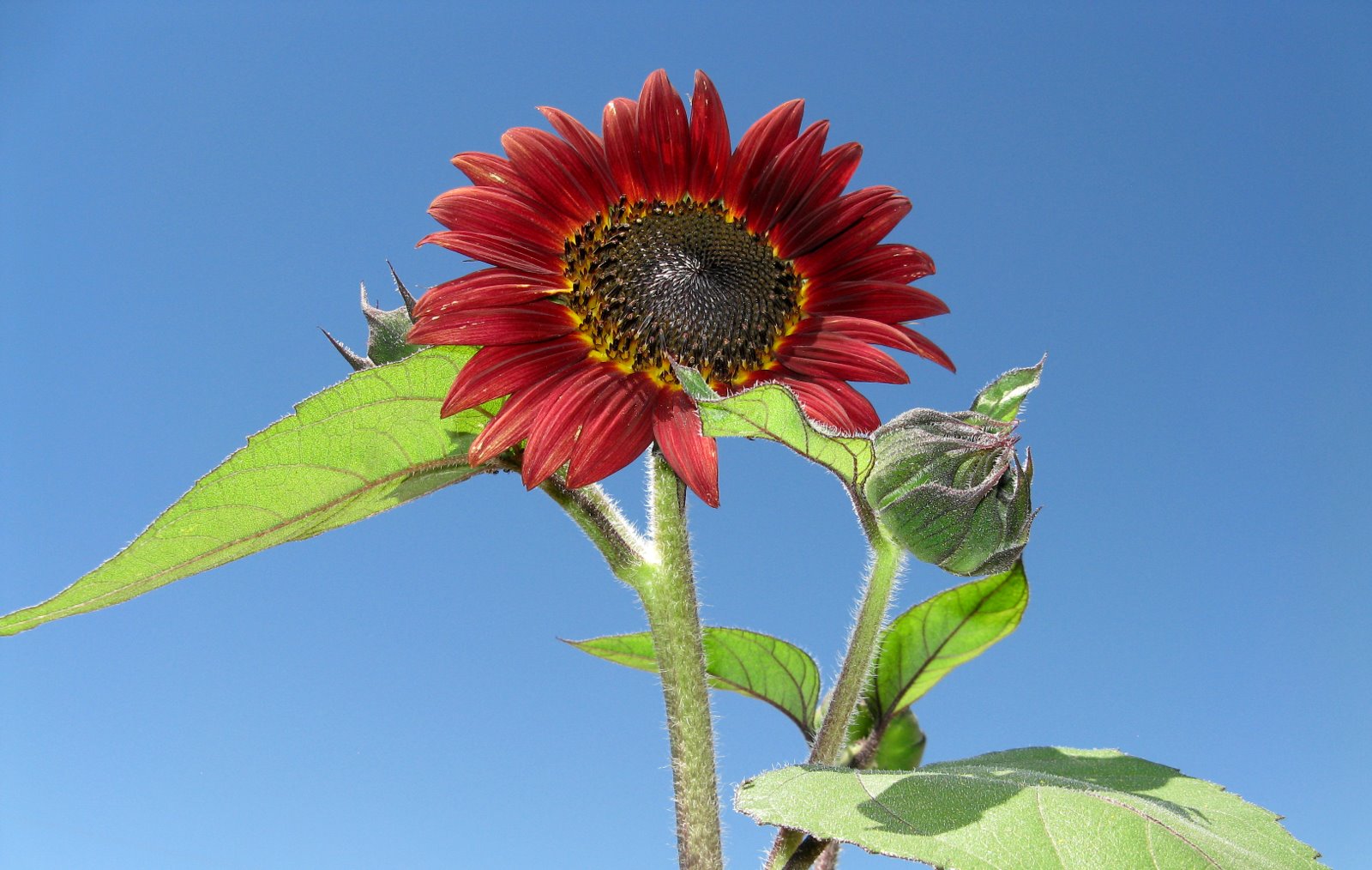 Blue Skies & Green Lights: Sunflowers of a different color