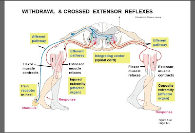 Biomedical Engineering: REFLEX PHYSIOLOGY