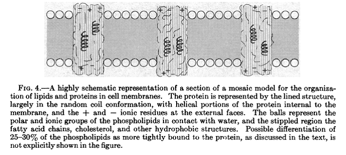 Haustral Churnings: How do we know the structure of cell membranes (part 3)