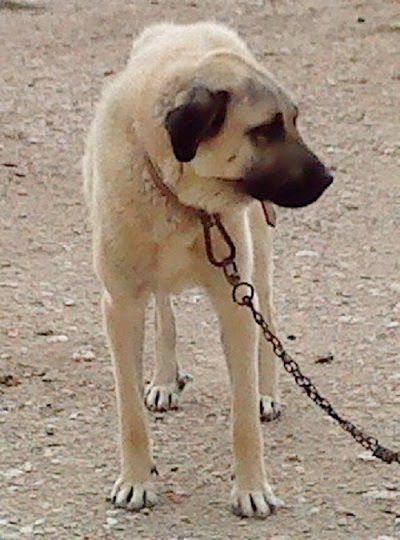 Kangal dog, Akin village, Ankara, Turkey