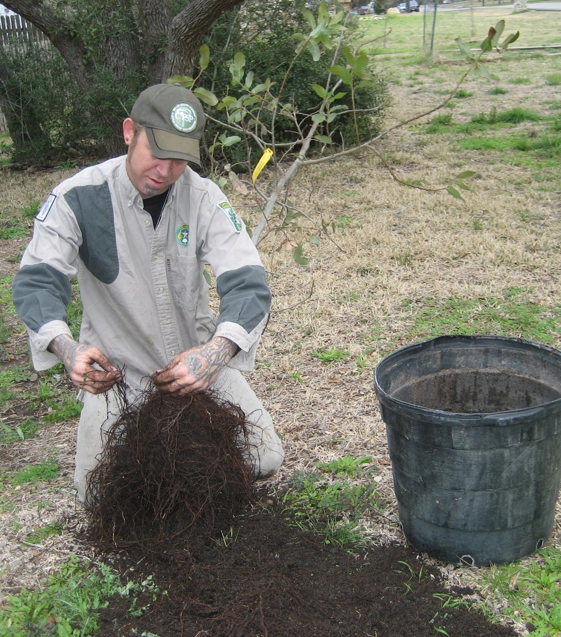 Notes from a treedweller: New ideas on tree planting