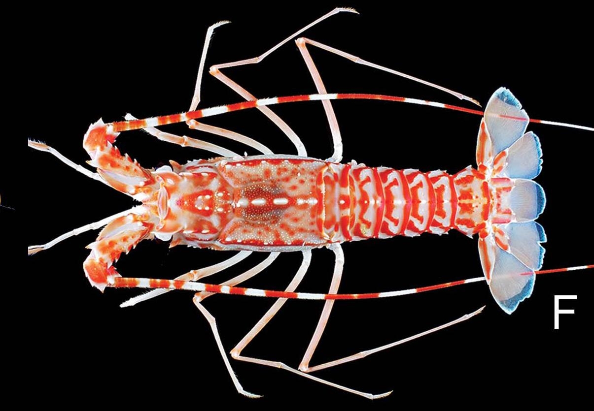 Ecologia-Marina: Crustáceos decápodos