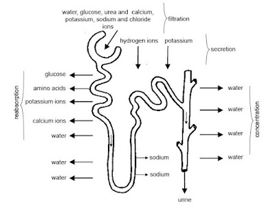 URINARY SYSTEM INFORMATION- PROCESS OF FILTRATION-KIDNEYS-LESSON 75 ...