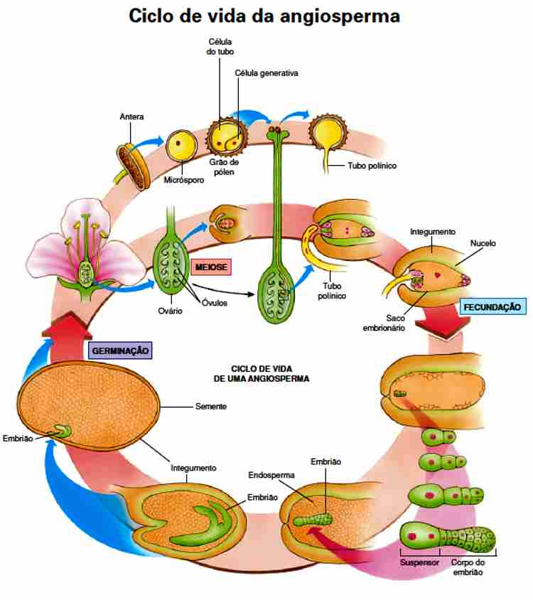 Resumos 2˚ ano Galois: Resumo de Biologia 3 etapa - Chico