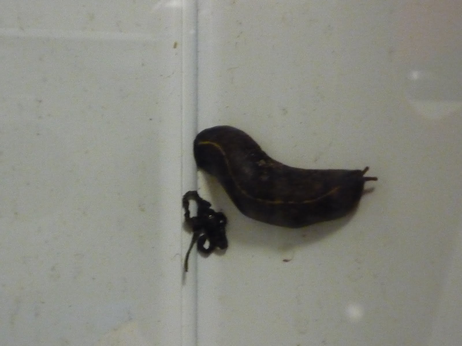 Baldo and Lauren: Slug Poo and Other Curious Business