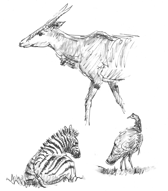 Sketching in Nature: Sketches from Wildlife Safari