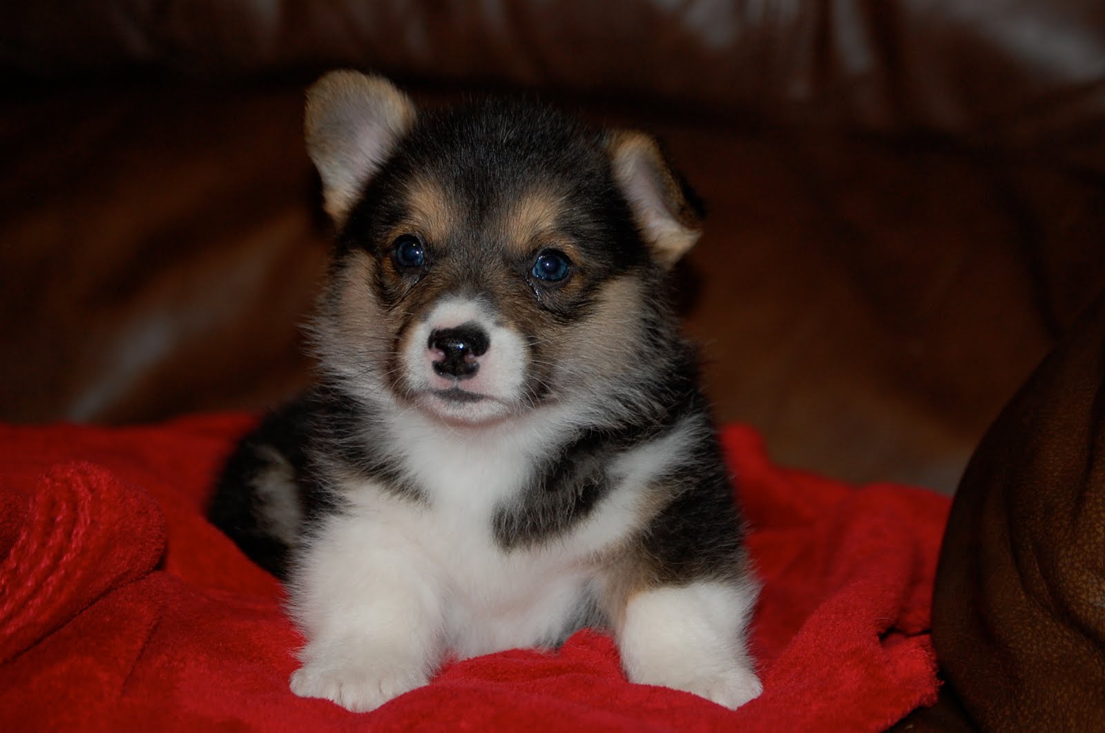 KA Pembroke Welsh Corgi