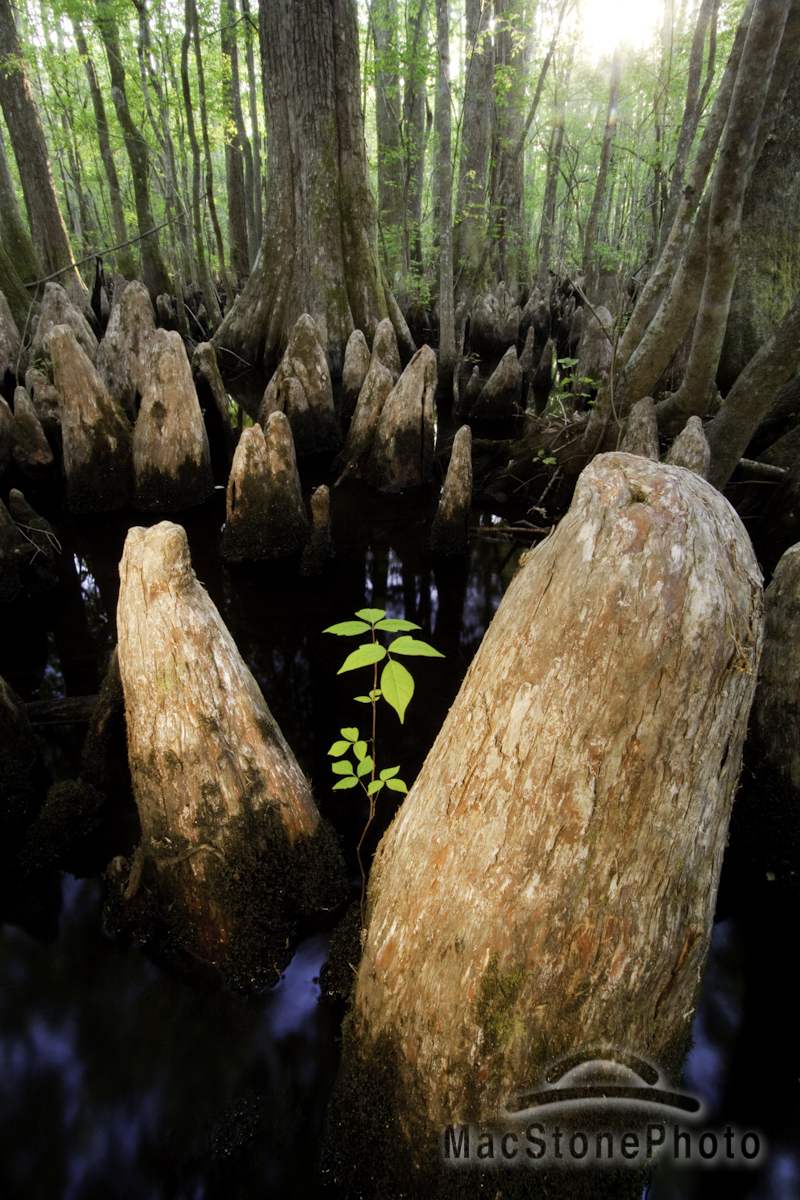 Mac Stone Photography Blog: Bringing One Home for the Swamp