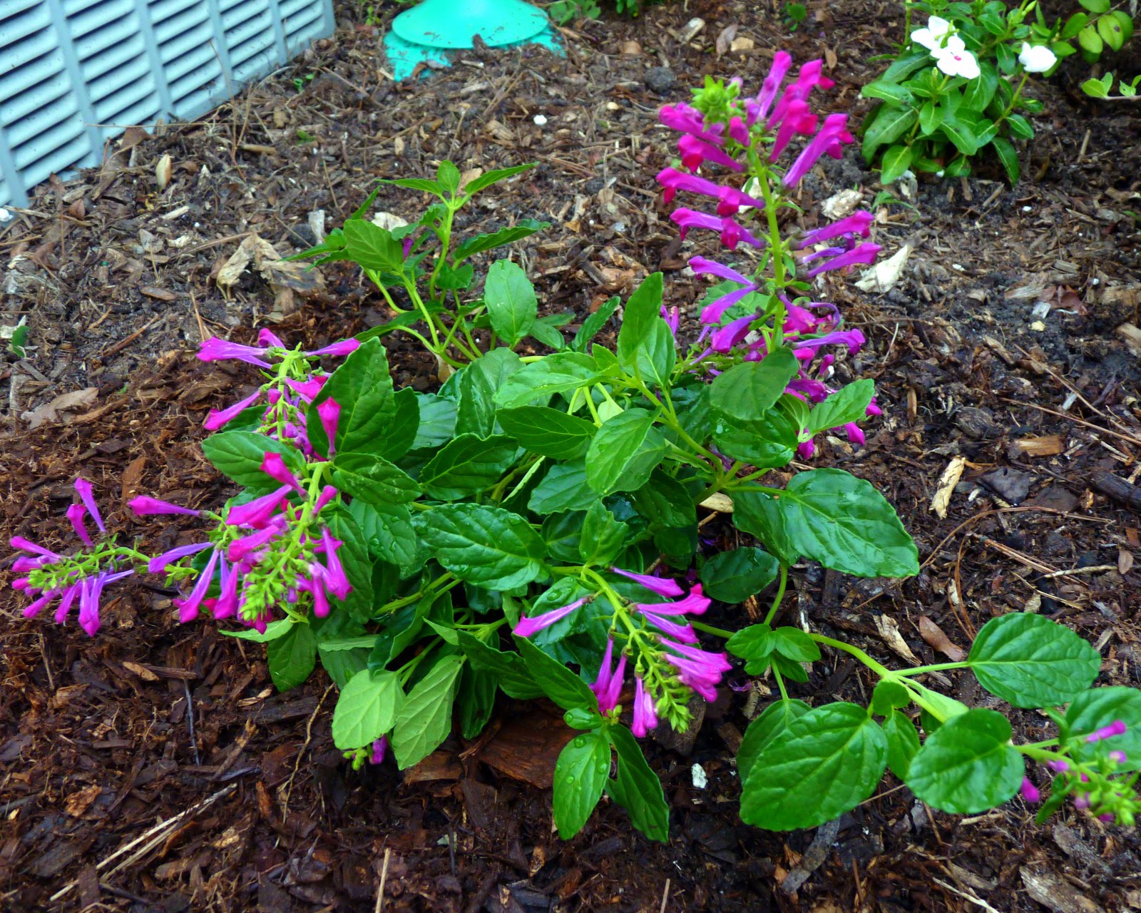 My Florida Backyard: Pretty in Pink