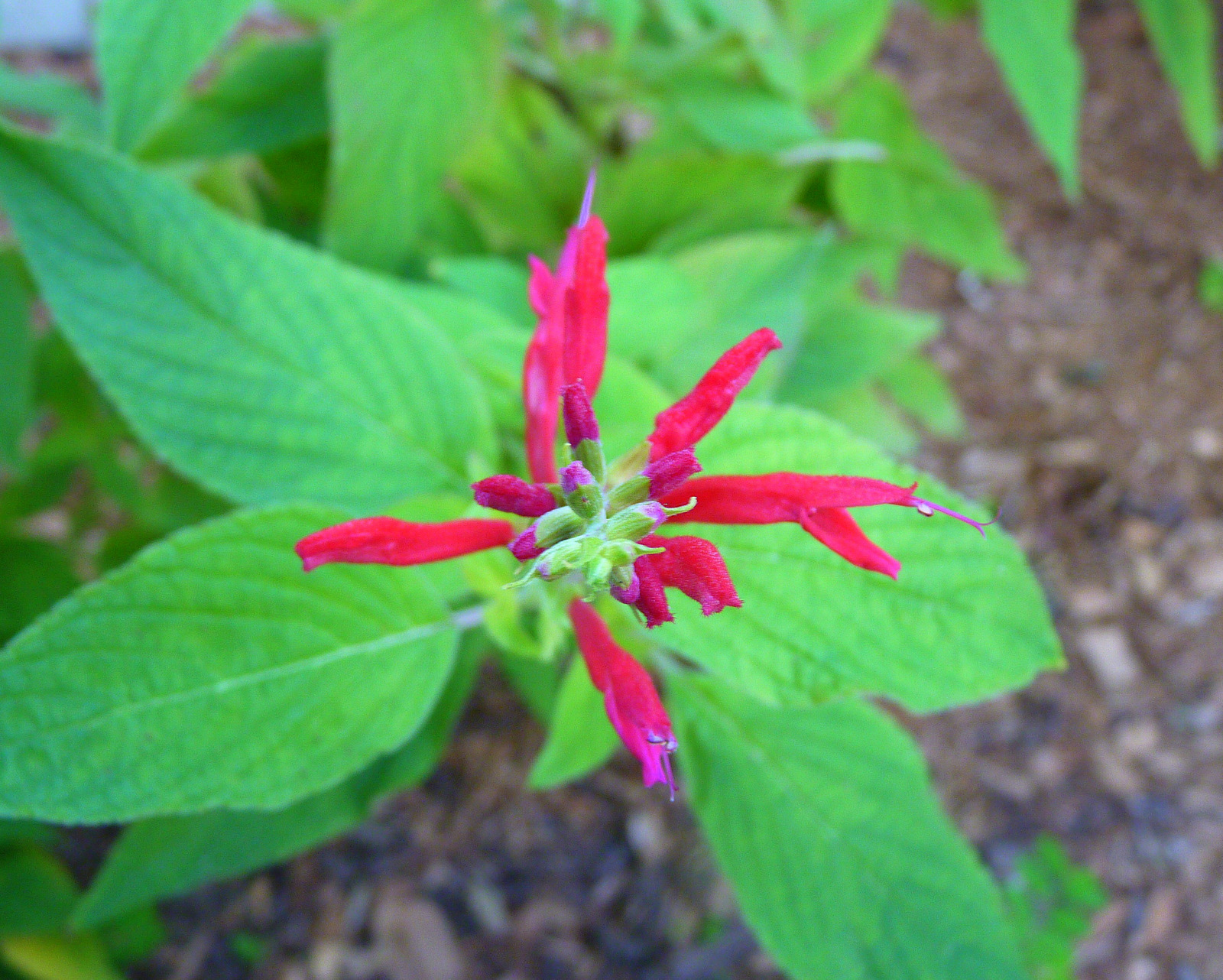 My Florida Backyard: Flowers are Red