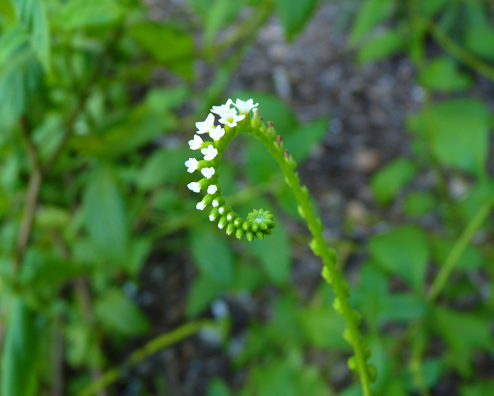 My Florida Backyard: The Scorpion King