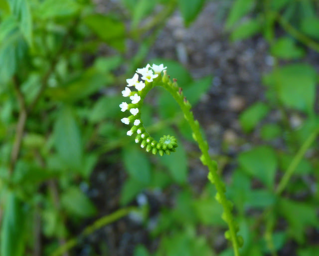 My Florida Backyard: The Scorpion King
