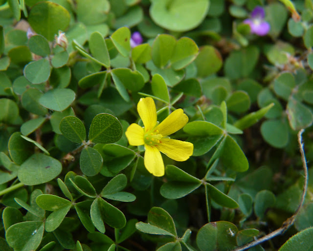 My Florida Backyard: There Grew a Little Flower