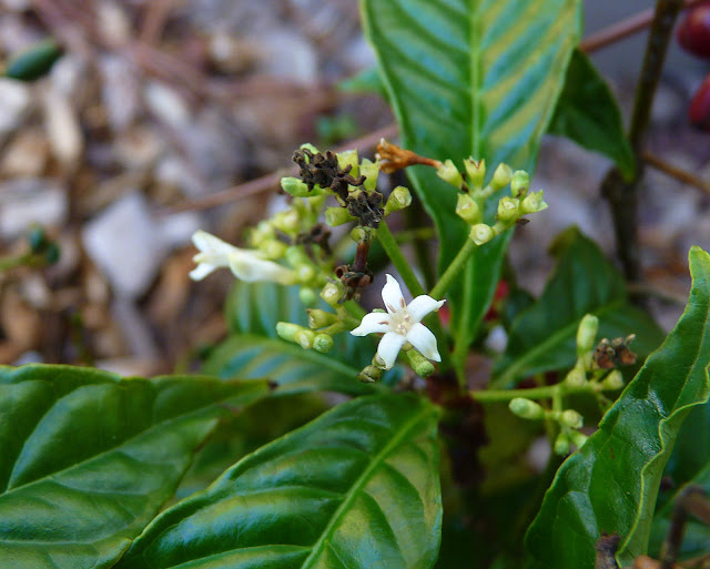 My Florida Backyard: Java Jive