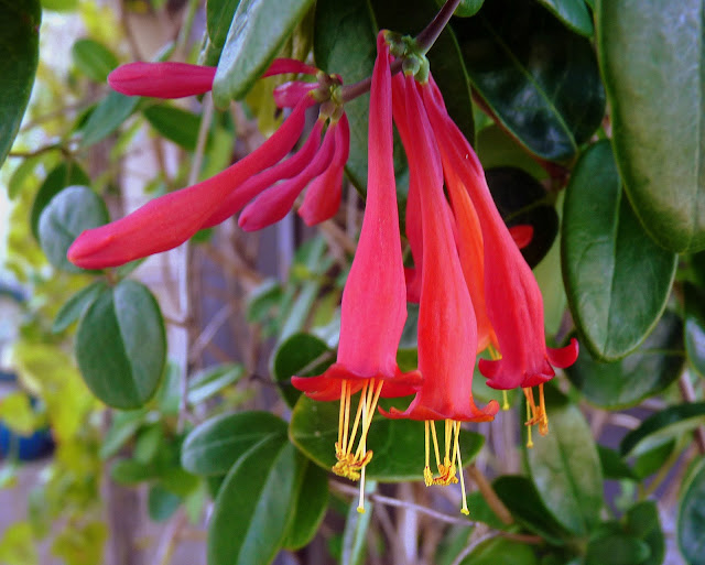 My Florida Backyard: Ring Out, Wild Bells