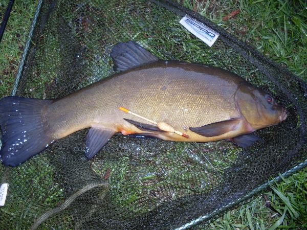 glasvezel en kurk: zeelt