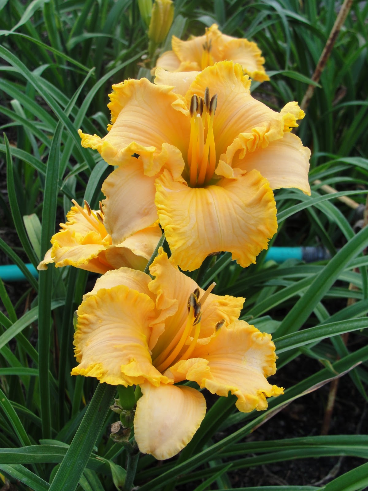 8 ways to take my breath away... | Daylily Photo Blog | a girl and her ...