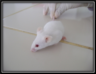 Taller de Animales: Vìa intramuscular y Vìa Intraperitoneal