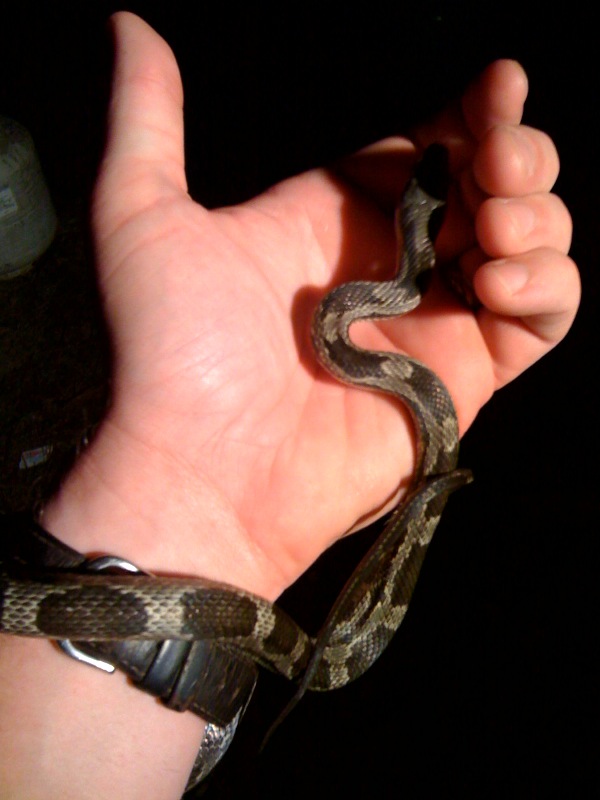 My Snakes: Rat Snake
