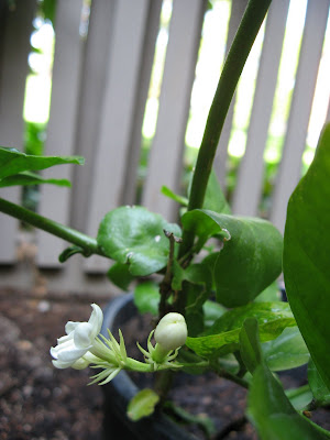 Sailaja's Recipes: Jasmines in my patio