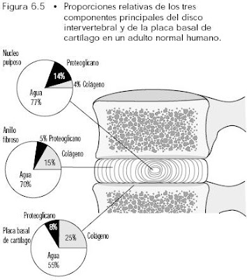 DISCOS INTERVERTEBRALES: Anatomia | Salud y Seguridad Industrial
