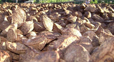 Nuez Amazónica, una nueva opción para la castaña | AGRONOMIA