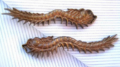 Invertebrados: Ciempiés (Quilópodos) | RIESGOS GENERALES