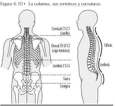 Estructura y función de la region Lumbar (I) | Salud y Seguridad Industrial