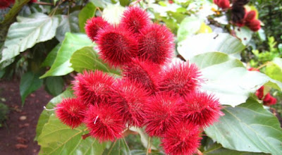 El achiote puede llegar a EEUU y Países Bajos | AGRONOMIA