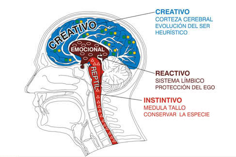 La Teoría de la Neurociencia: La Neurociencia y el Cerebro Triuno