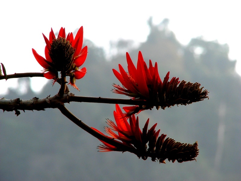 Namdapha National Park: An unleashed account of Namdapha National Park ...