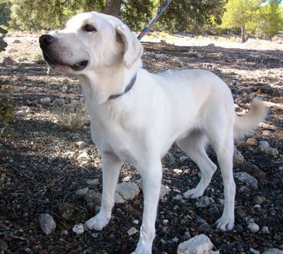 mispequeñosgigantesde4patas-2: BALOO, LABRADOR DE 1 AÑO QUE NECESITA ...