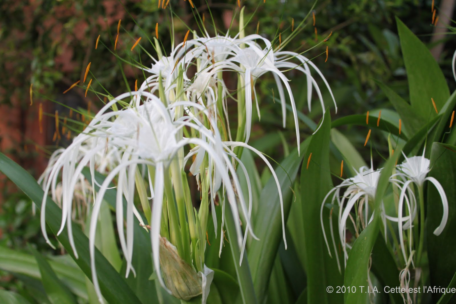 TIA : Cette est l'Afrique: Saly, Senegal