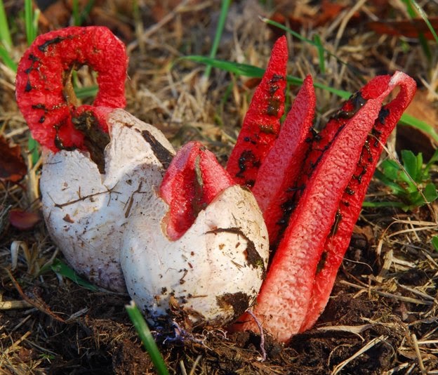 Clathrus archeri