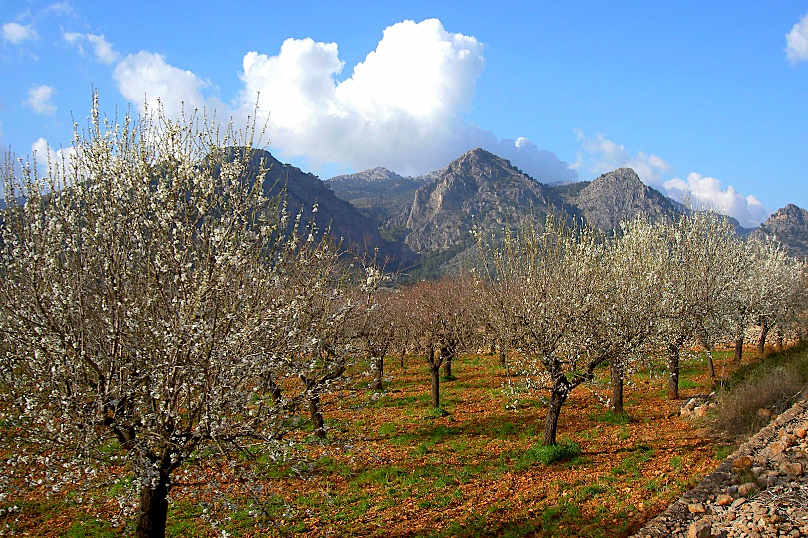 Mi Familia: almendros en flor