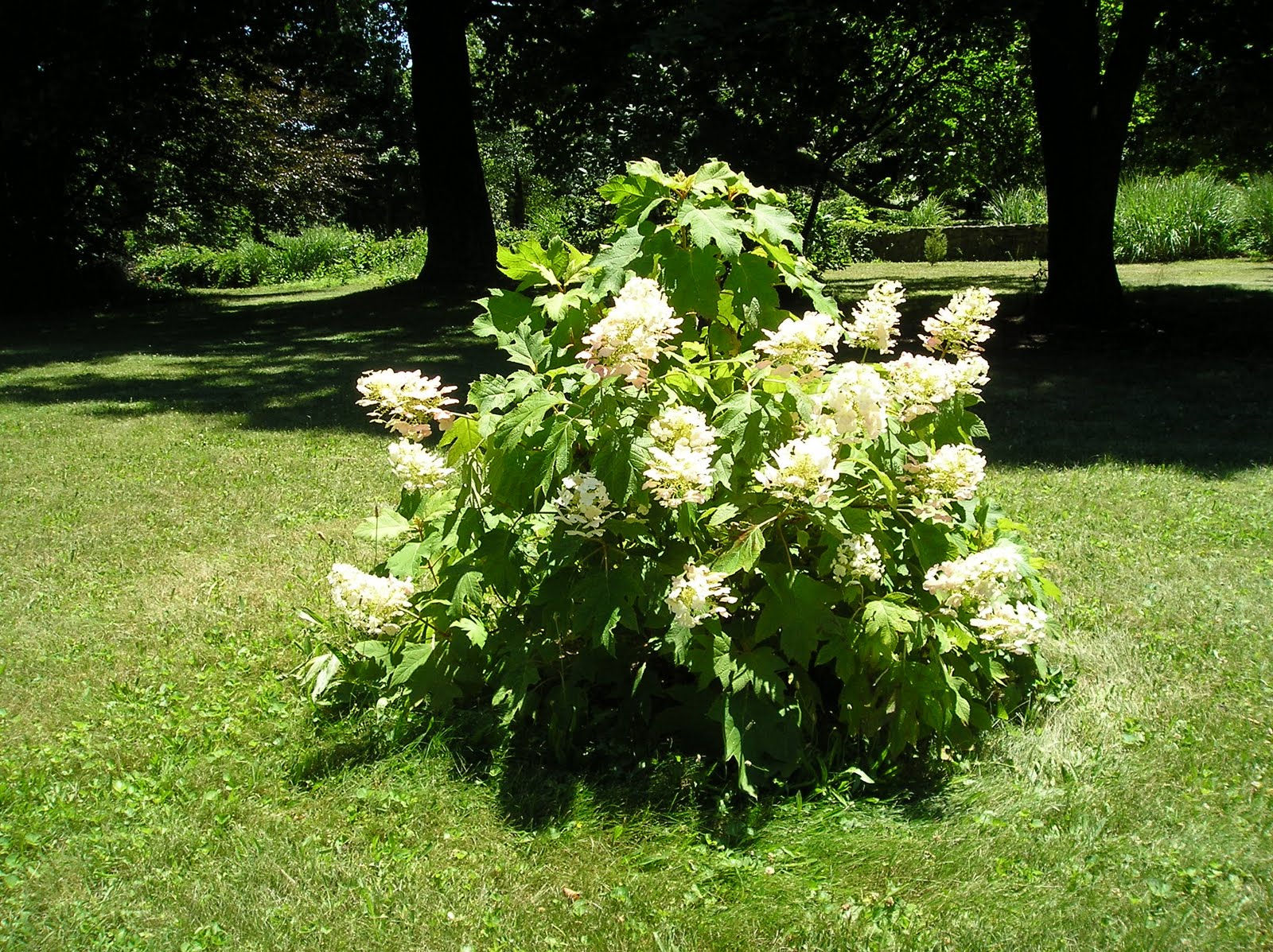 Franklin County (PA) Gardeners: Hydrangeas in my Landscape
