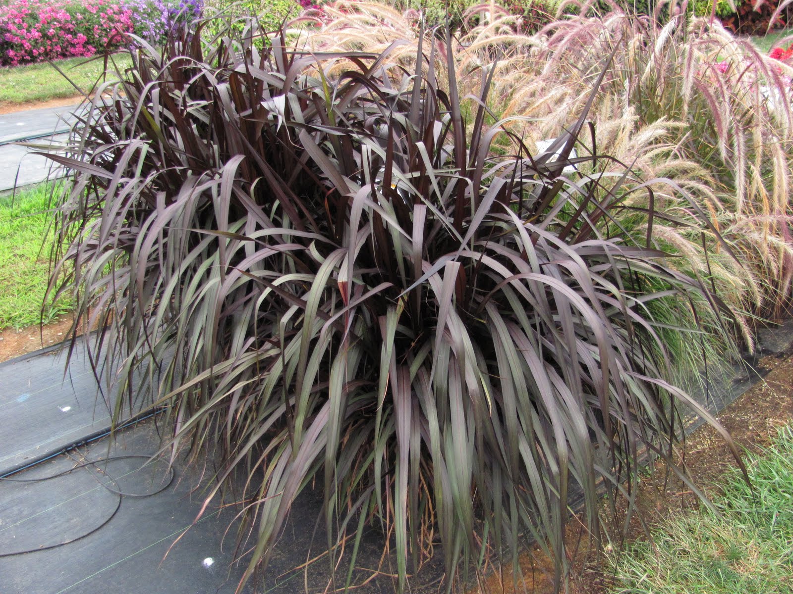 Franklin County (PA) Gardeners: Best Annual Flowers in 2010