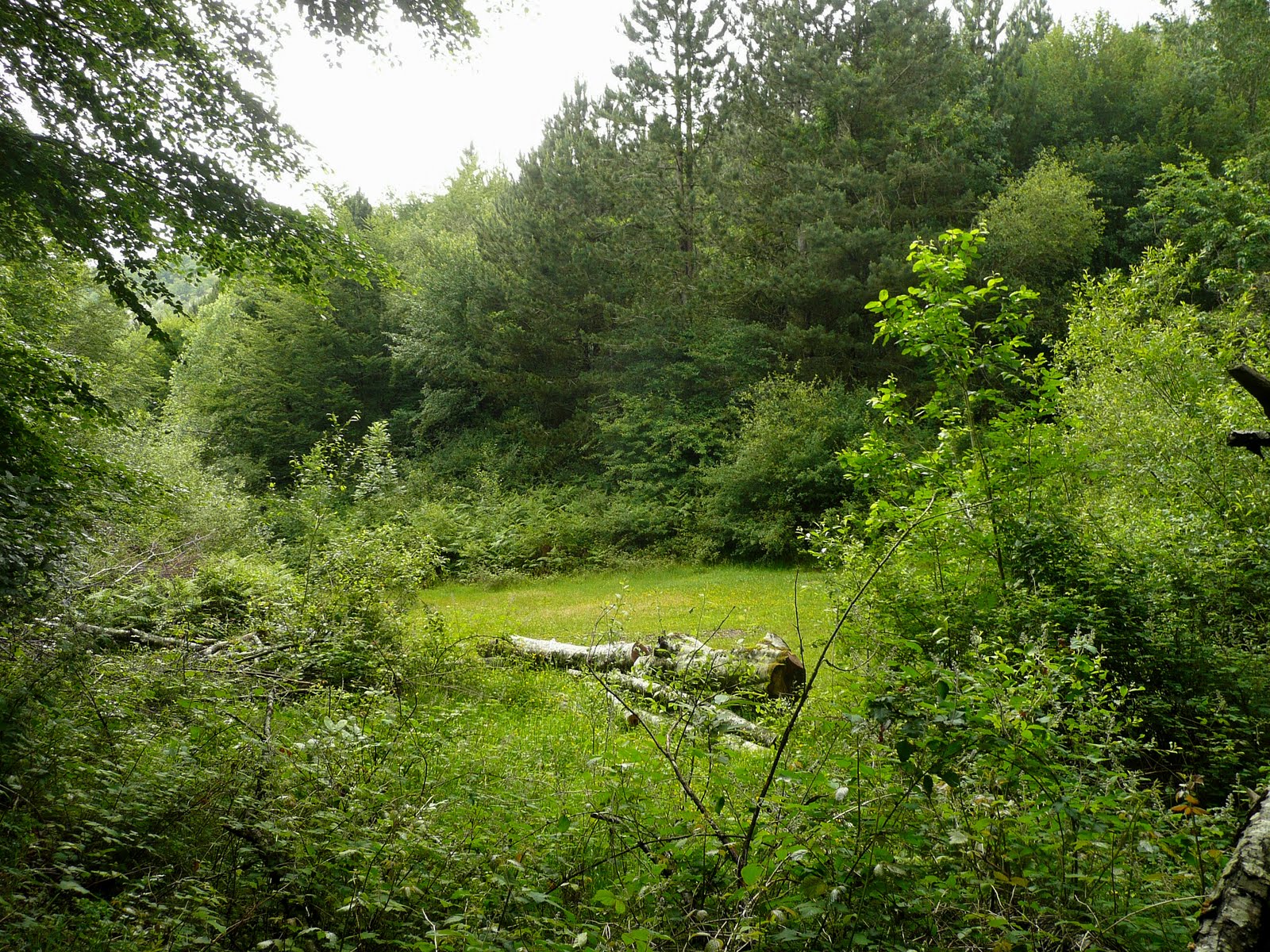 Almanaque de breves: Claro en el bosque