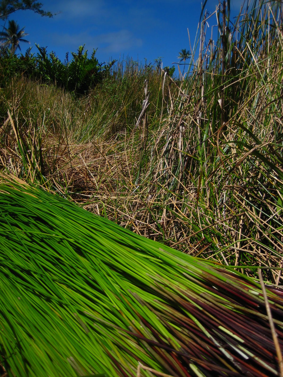 Melissa is in Fiji!: Kuta