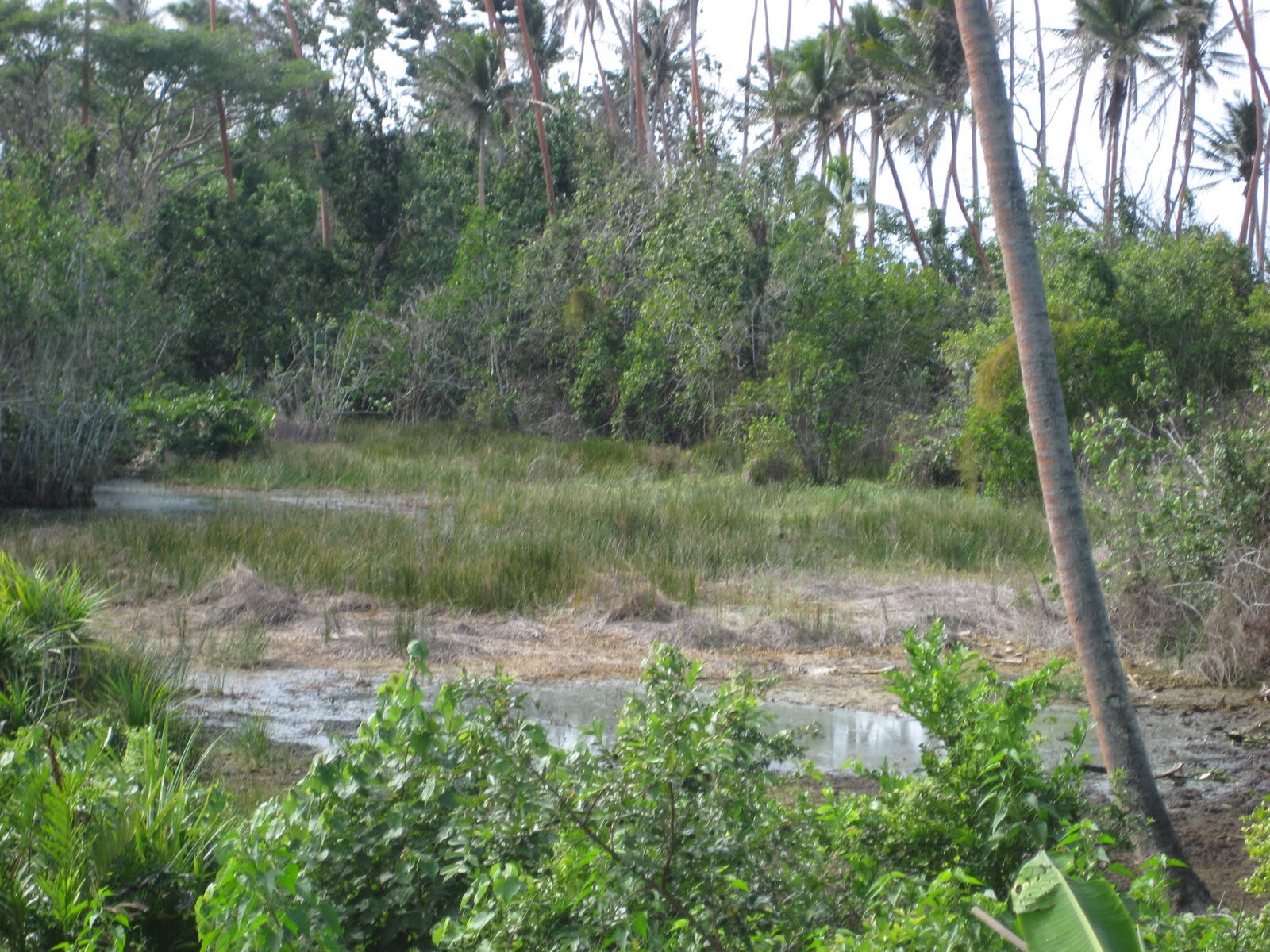 Melissa is in Fiji!: Kuta